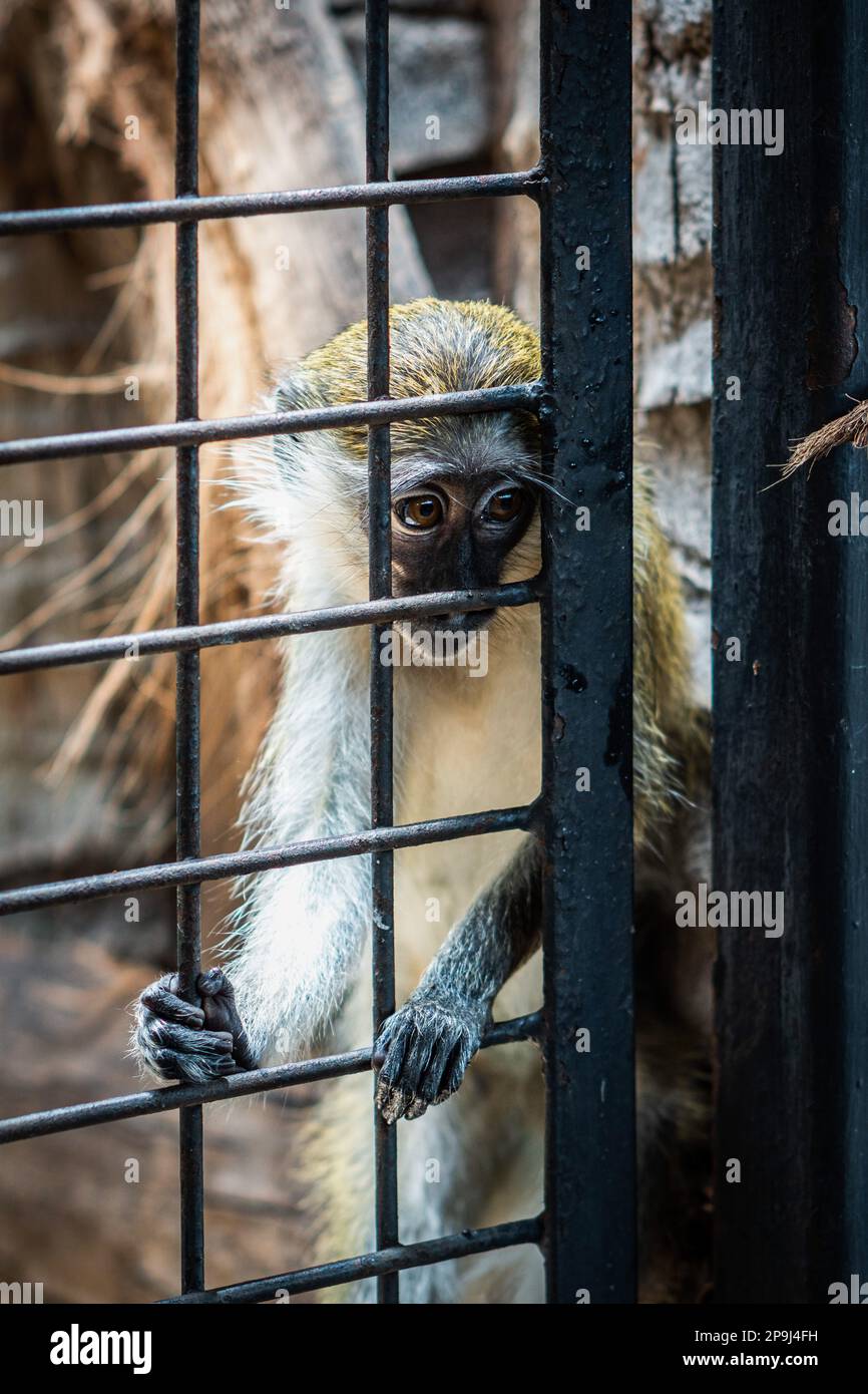 A monkey stares desperately through the bars of its cage, toward the ...