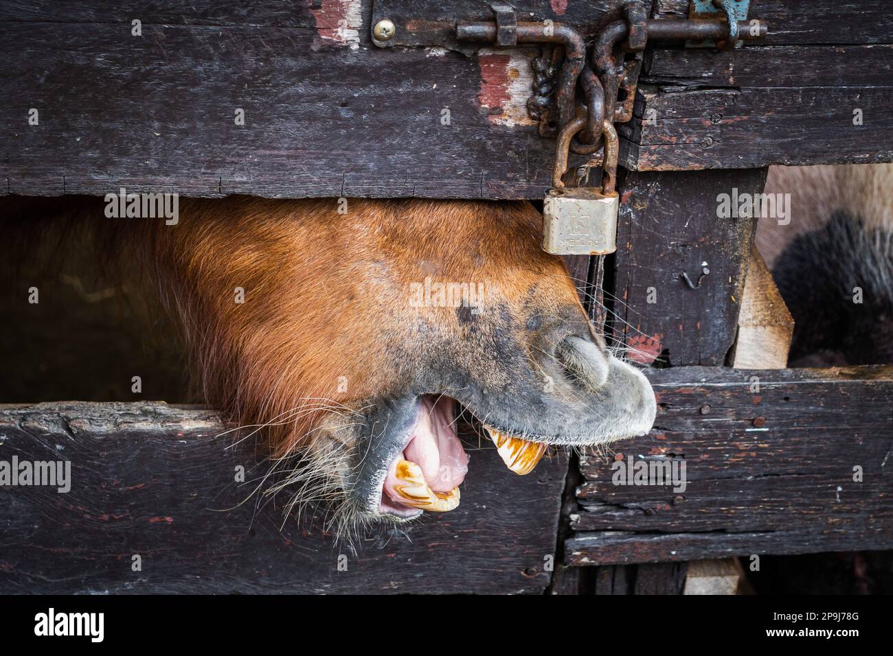 Poor enclosure hi-res stock photography and images - Alamy