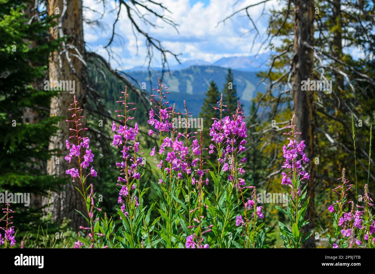Purple Fireweed Wildflowers in front of ski trails during the summer, Vail, CO, USA Stock Photo ...