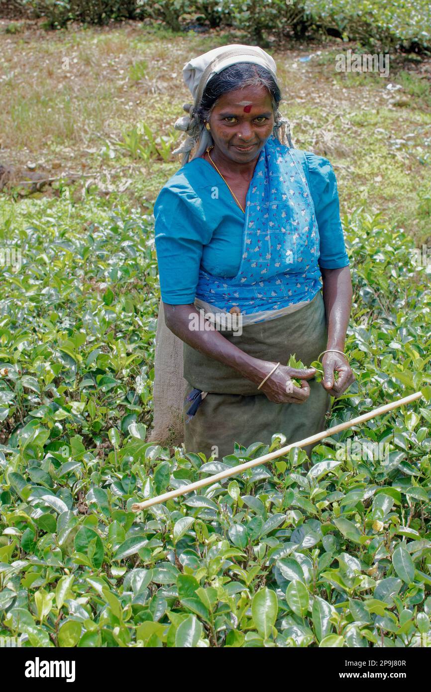 Woman pick tea leave hi-res stock photography and images - Alamy