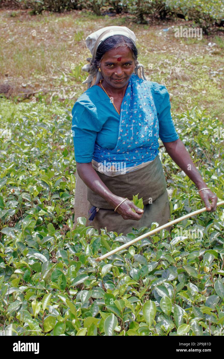 Woman pick tea leave hi-res stock photography and images - Alamy