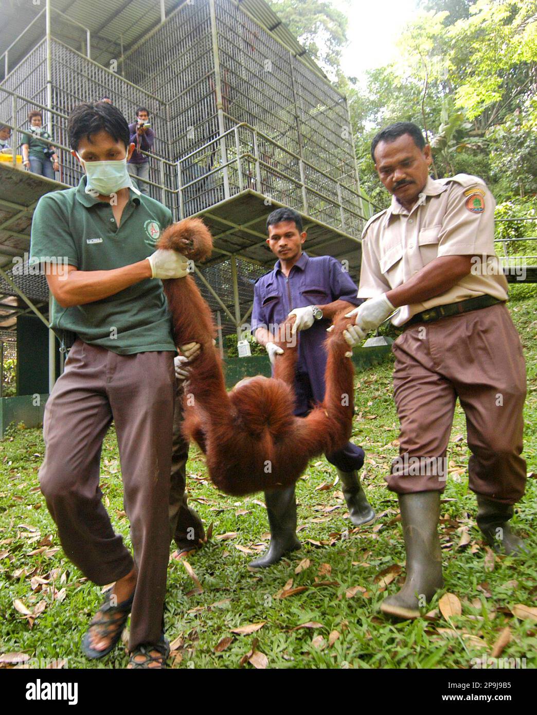 Officers of Sumatran Orangutan Conservation Program (SOCP) carry tranquilized Jhon, an 11-year ...