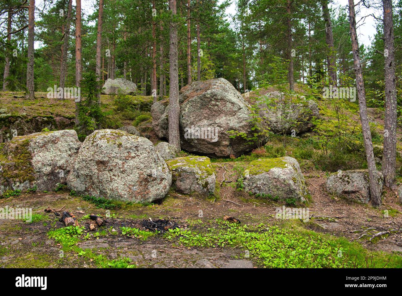 Huge boulders stones covered with moss in the pine forest, Park Mon ...