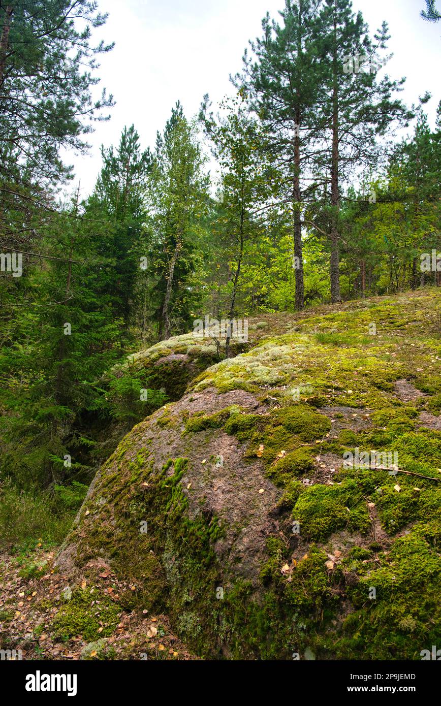Huge boulders stones covered with moss in the pine forest, Park Mon ...