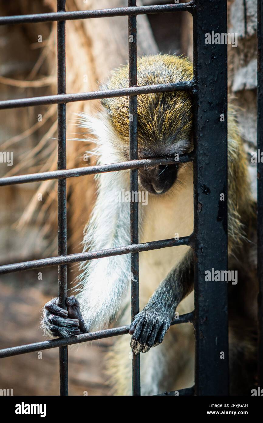 Bangkok, Thailand. 11th Aug, 2022. An abused monkey stands behind his ...