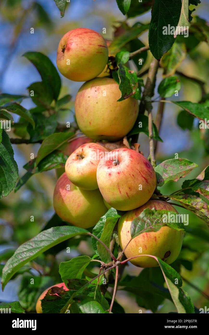 A photo of taste and beautiful apples Stock Photo - Alamy