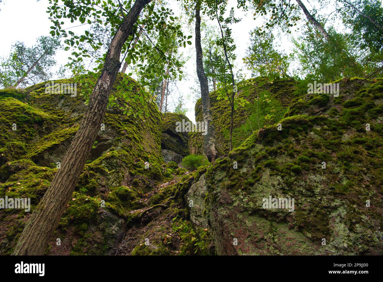 Rocks cliffs covered with moss among trees in the forest, Park Mon ...