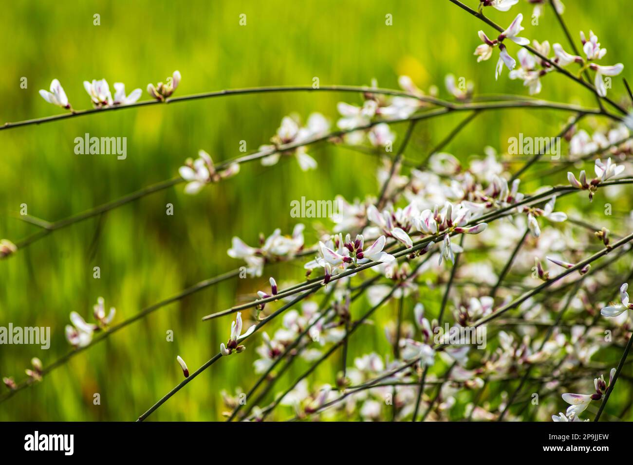 White flowers of blooming Retama bushes. Springtime. Israel Stock Photo ...