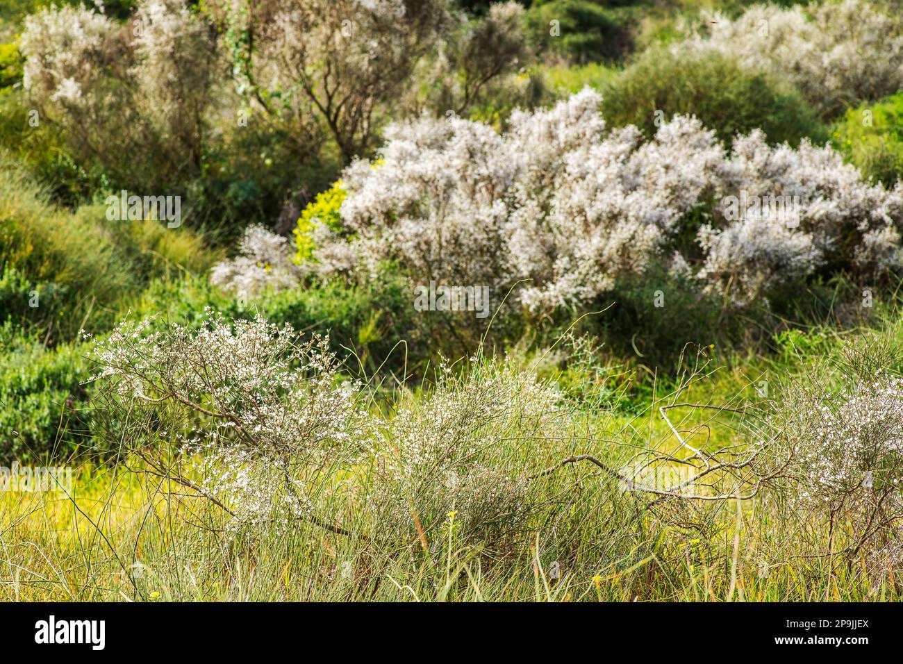 White broom bushes hi-res stock photography and images - Alamy