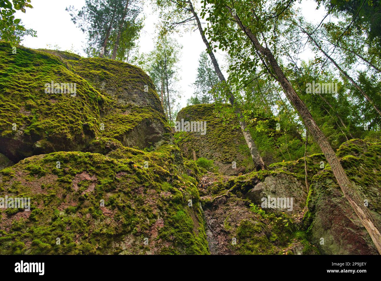 Rocks cliffs covered with moss among trees in the forest, Park Mon ...