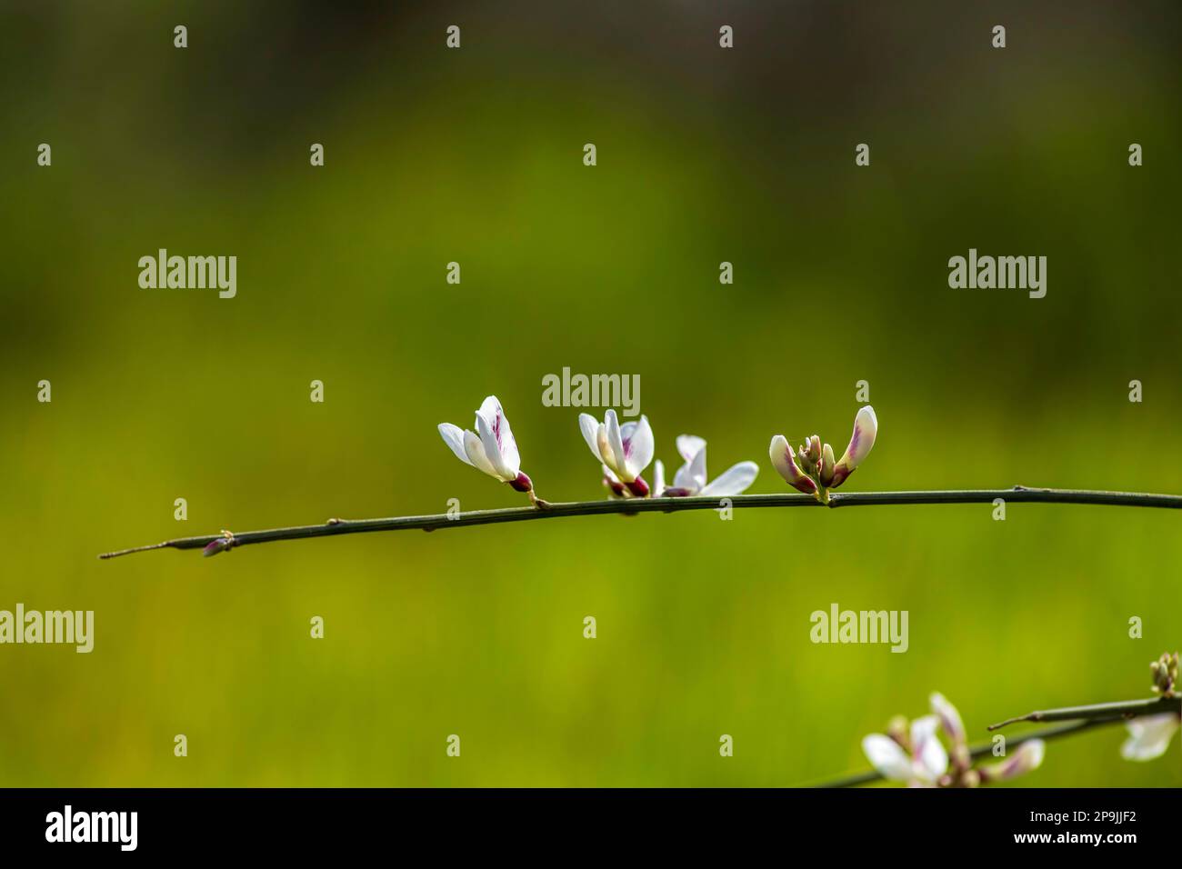 White broom bushes hi-res stock photography and images - Alamy