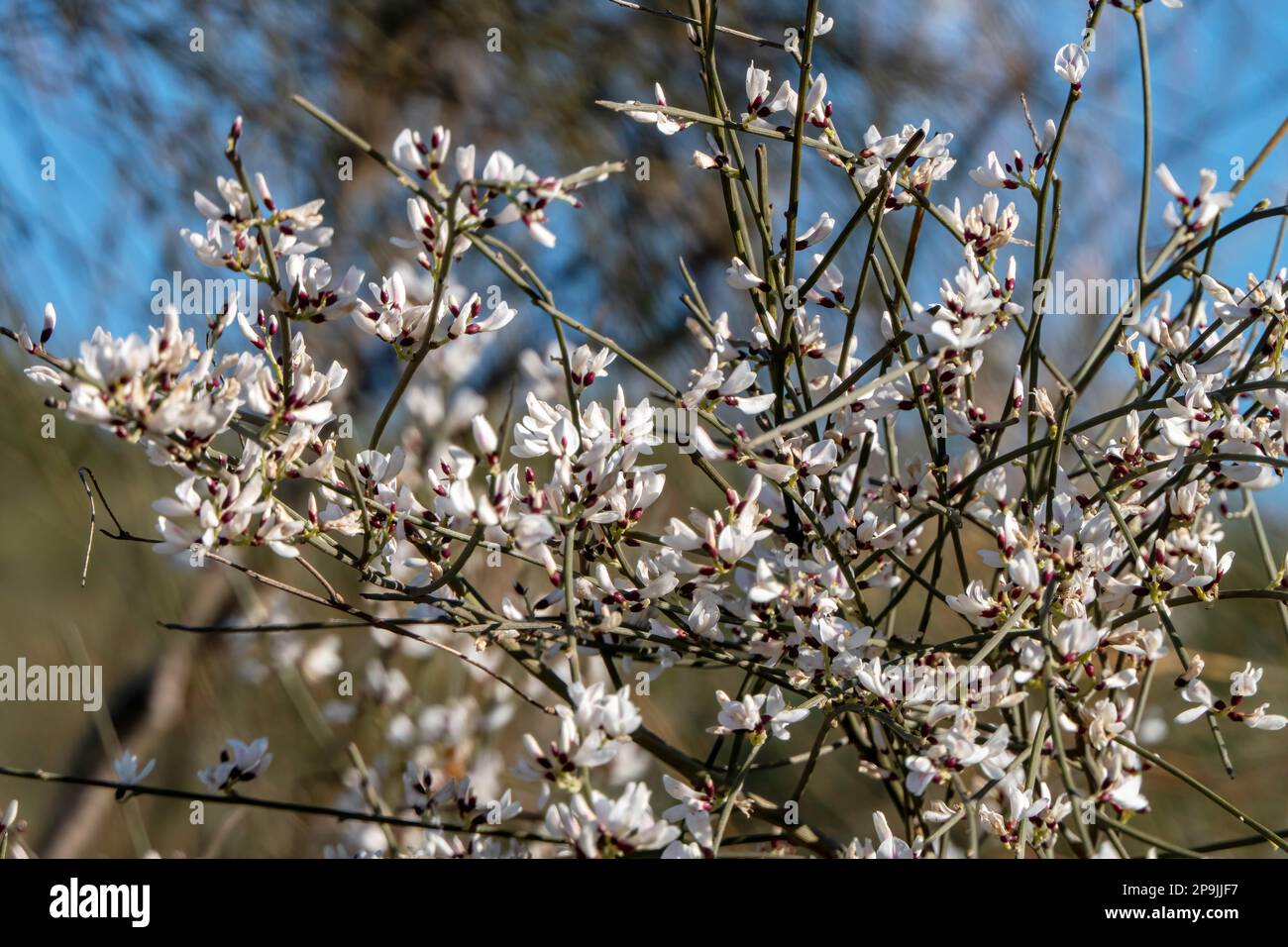 White flowers of blooming Retama bushes. Springtime. Israel Stock Photo ...