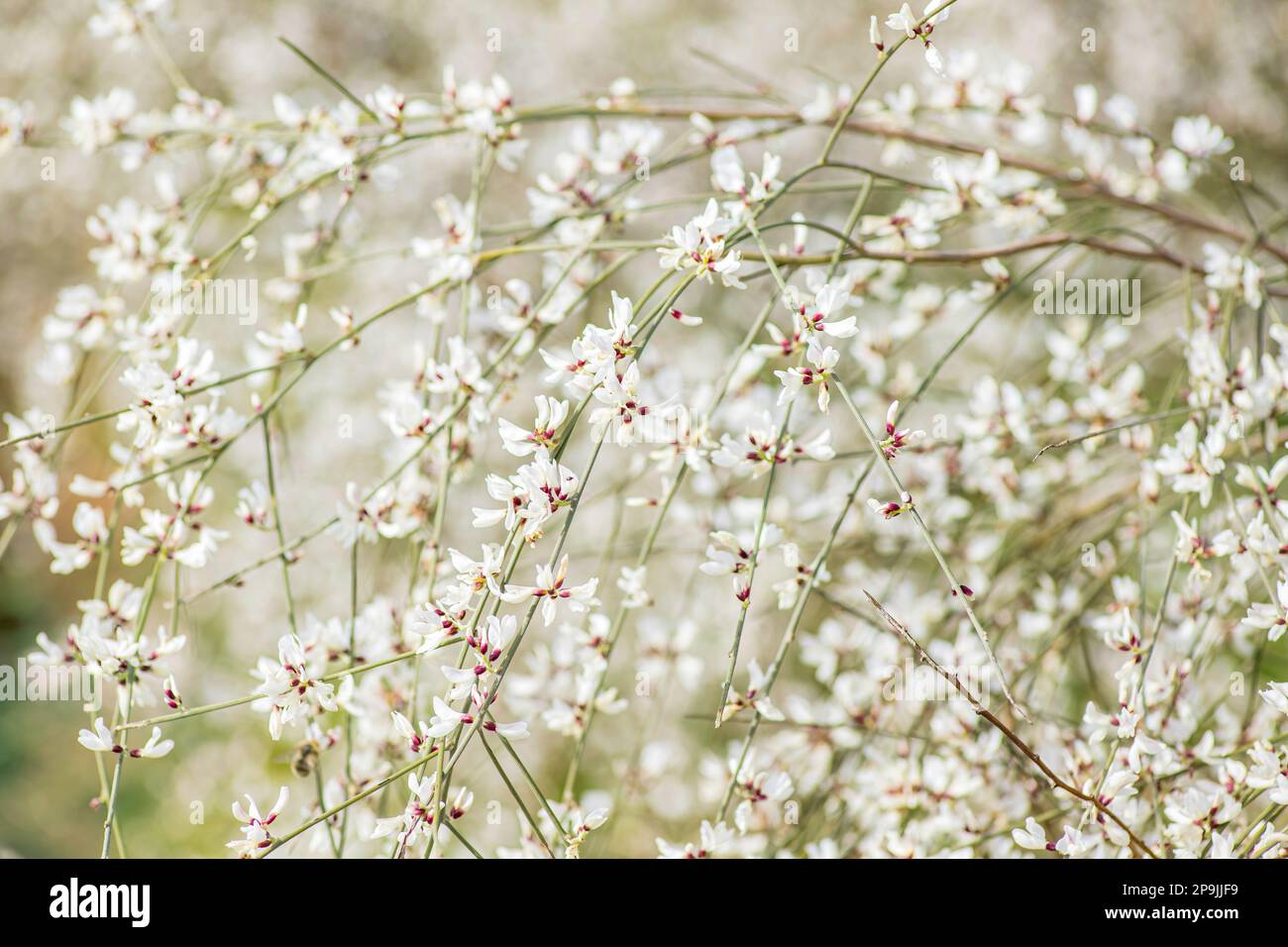 White broom bushes hi-res stock photography and images - Alamy