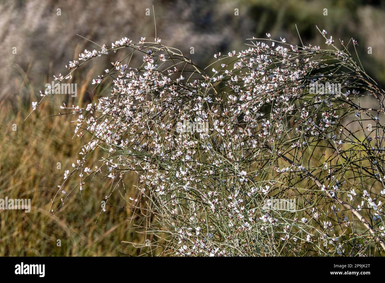 Bridal veil retama hi-res stock photography and images - Alamy