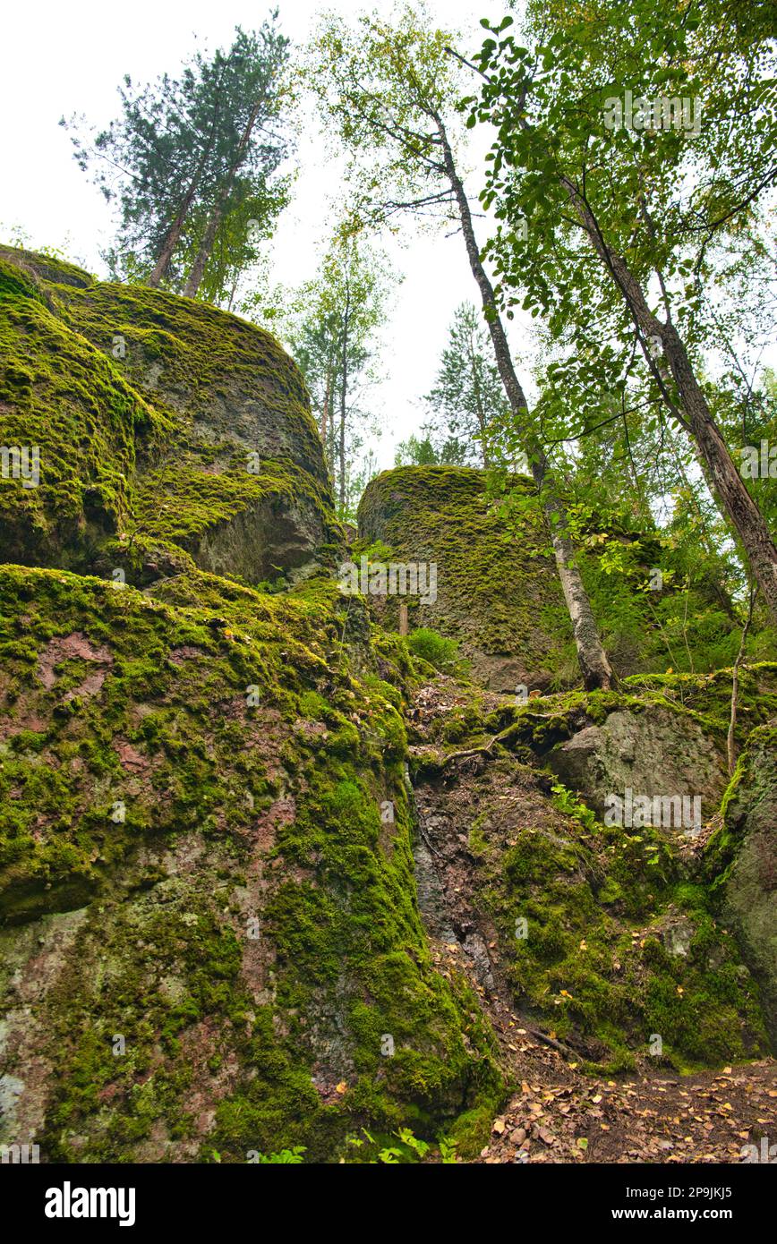 Rocks cliffs covered with moss among trees in the forest, Park Mon ...