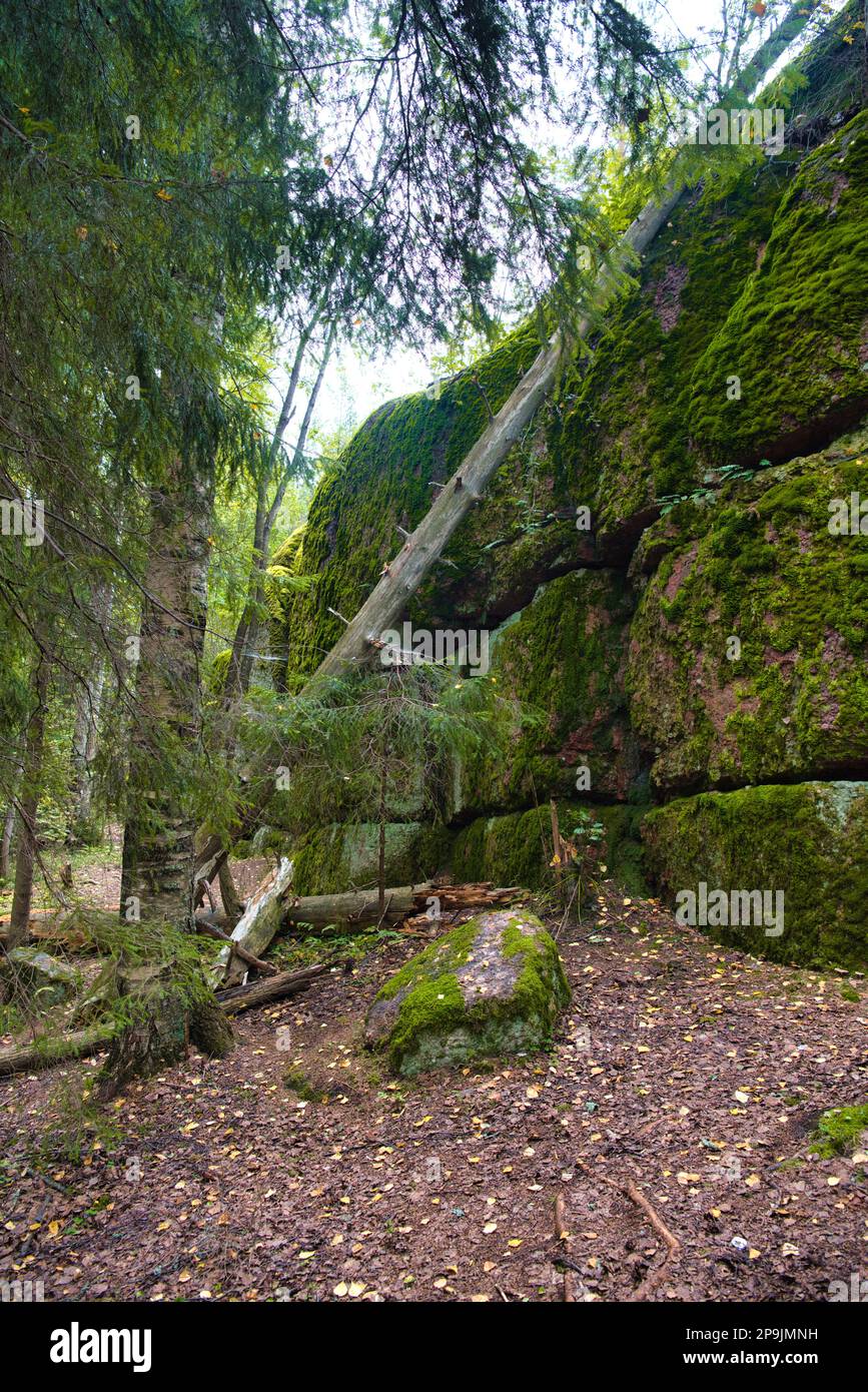 Rocks Cliffs Covered With Moss Among Trees In The Forest Park Mon