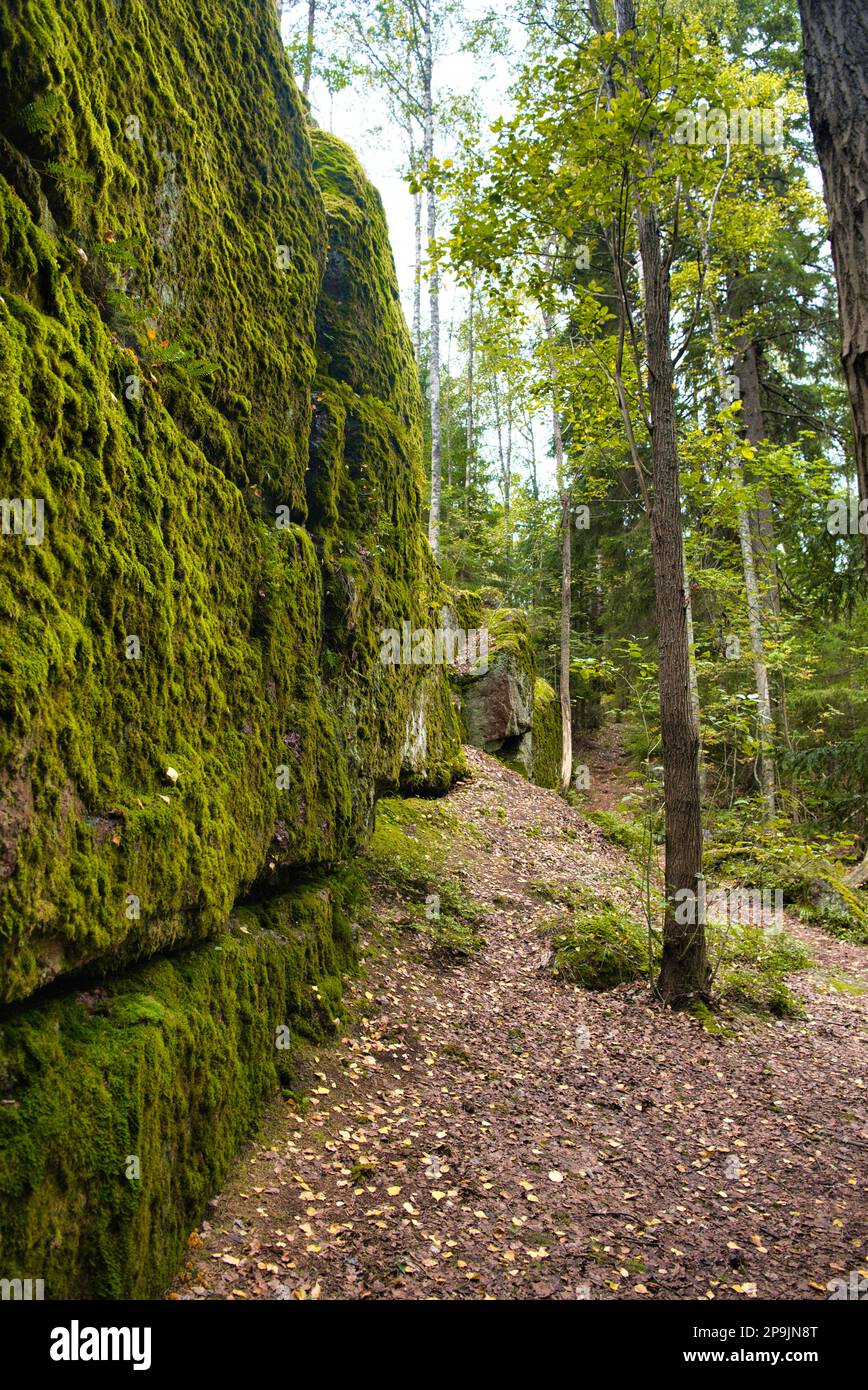 Rocks cliffs covered with moss among trees in the forest, Park Mon ...