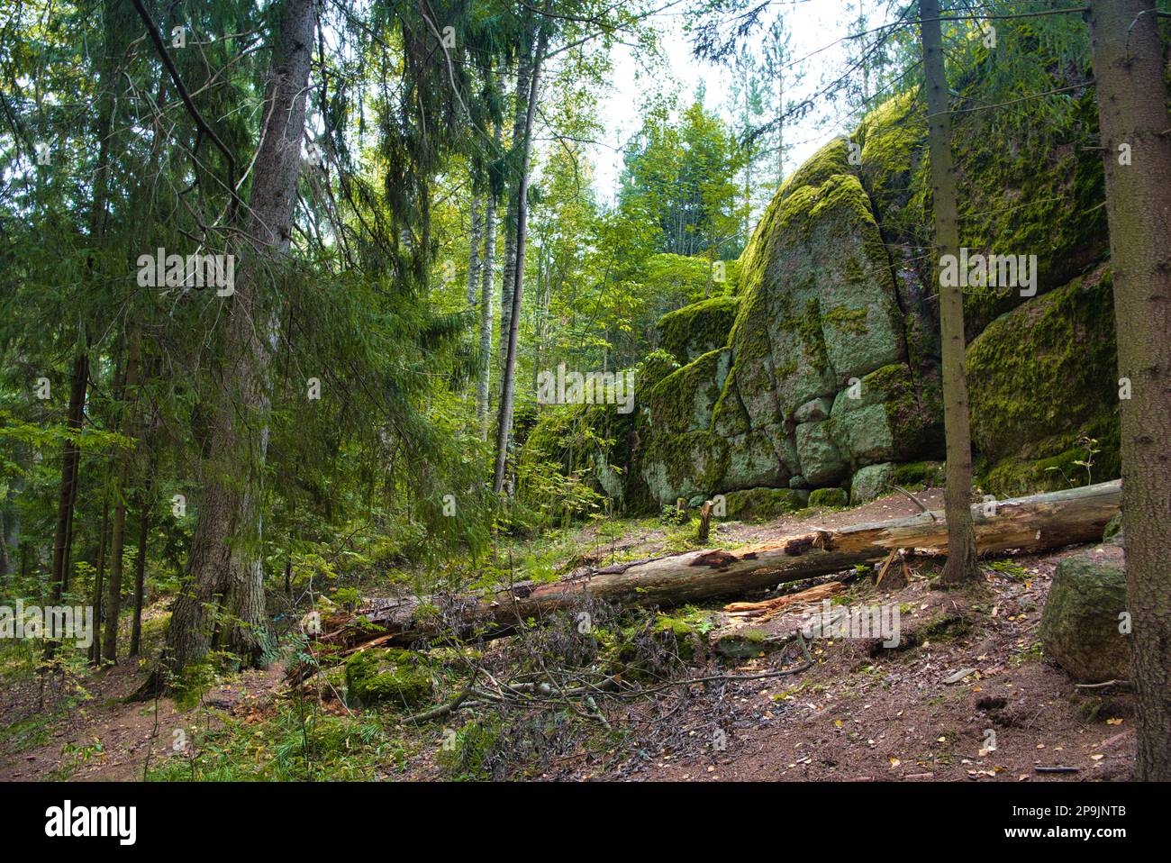 Tree lies in pine forest, Park Mon Repos, Vyborg, Russia Stock Photo ...