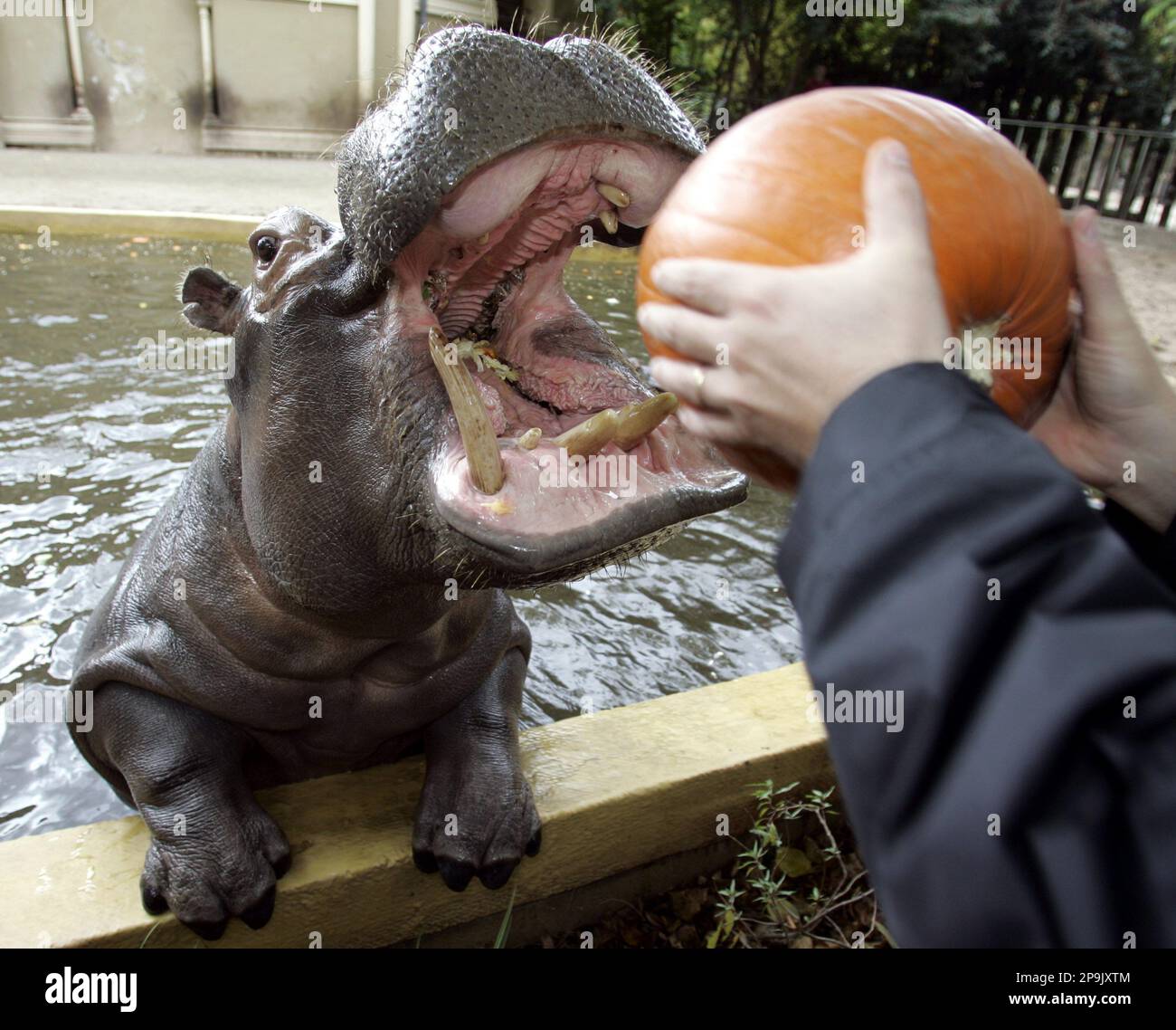 Six years old Hippo Kavango opens his mouth to catch a pumpkin in ...