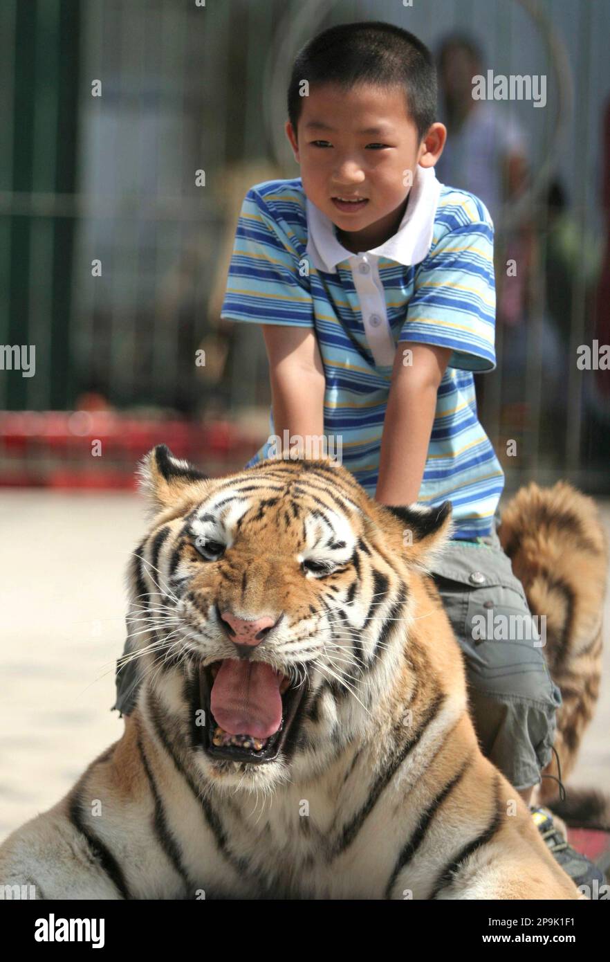 A boy poses for a photo on a circus tiger in Xiamen in southeast China ...