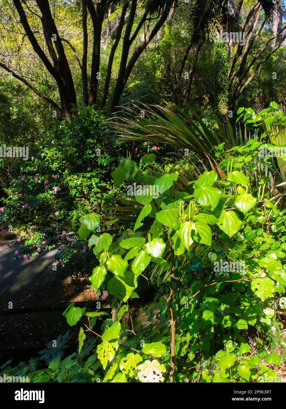 Lush Green Leaves Foliage In The Botanic Gardens Stock Photo - Alamy