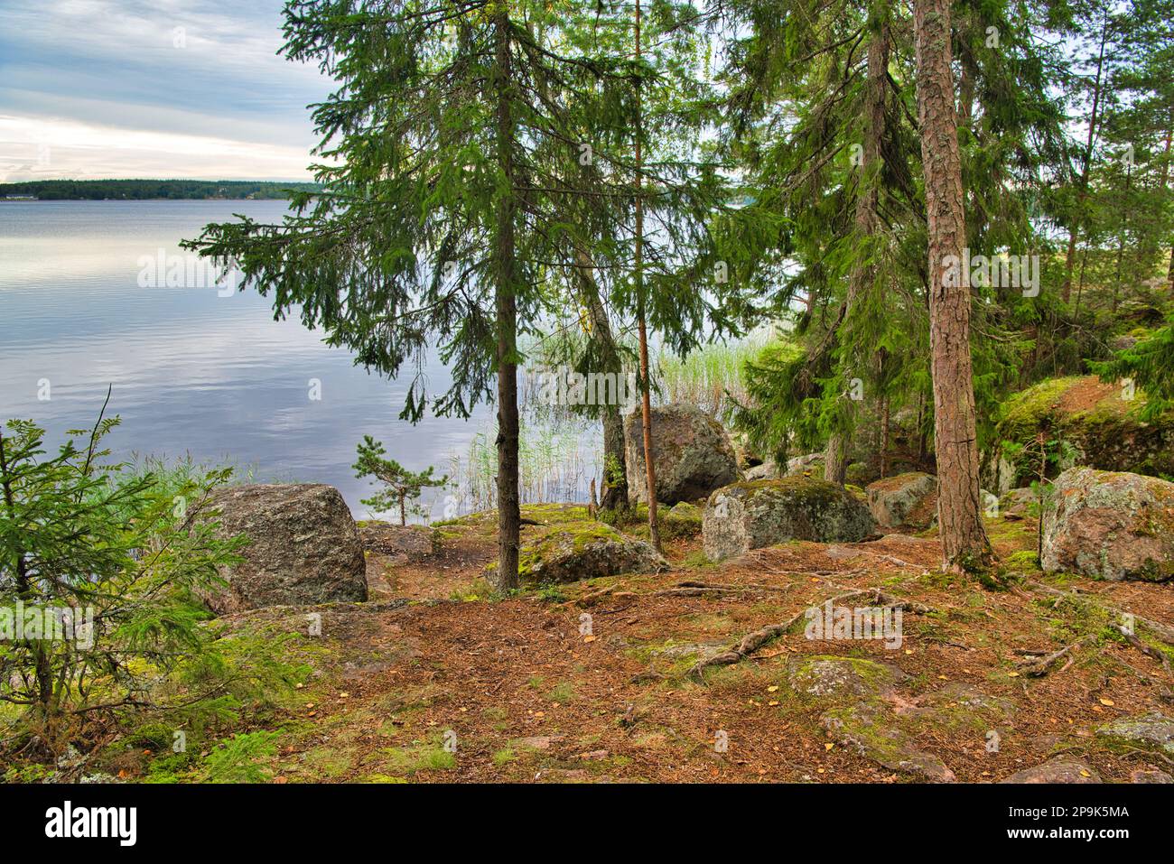 Vyborg lake forest hi-res stock photography and images - Alamy