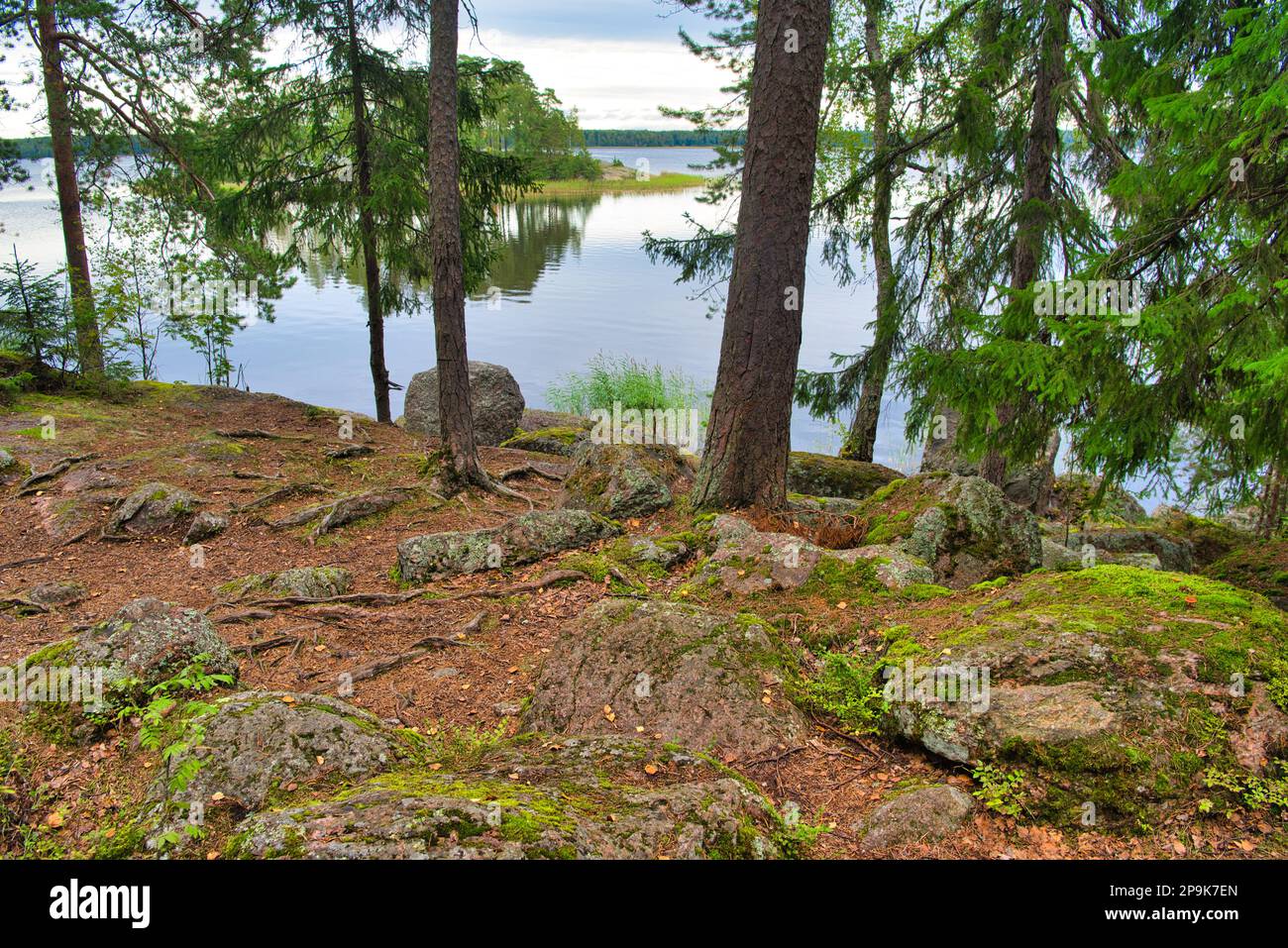 Vyborg lake forest hi-res stock photography and images - Alamy