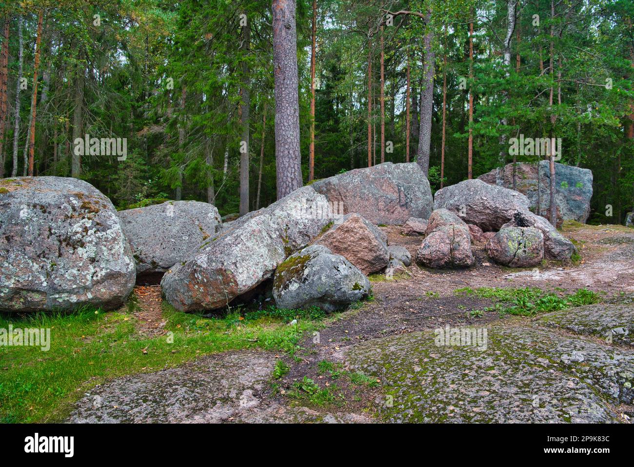 Huge boulders stones covered with moss in the pine forest, Park Mon ...