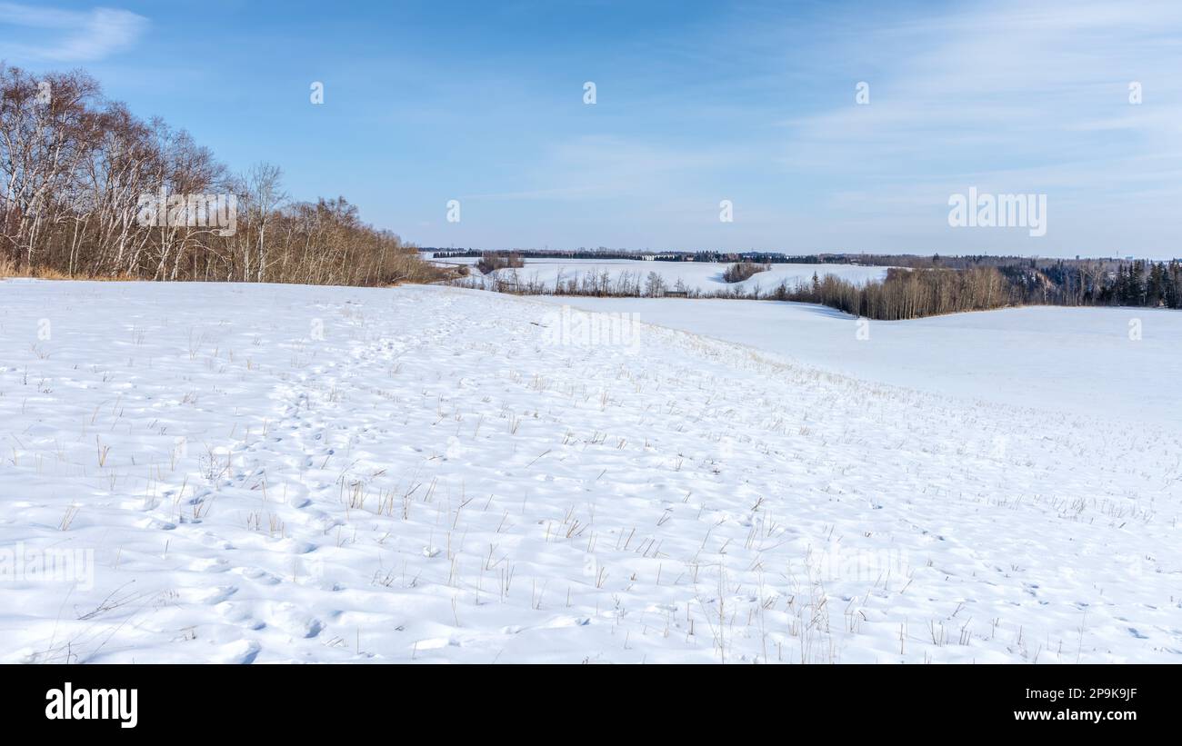 Alberta rural landscape in winter season with canola stubble and wild ...