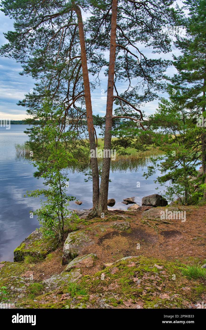 Vyborg lake forest hi-res stock photography and images - Alamy