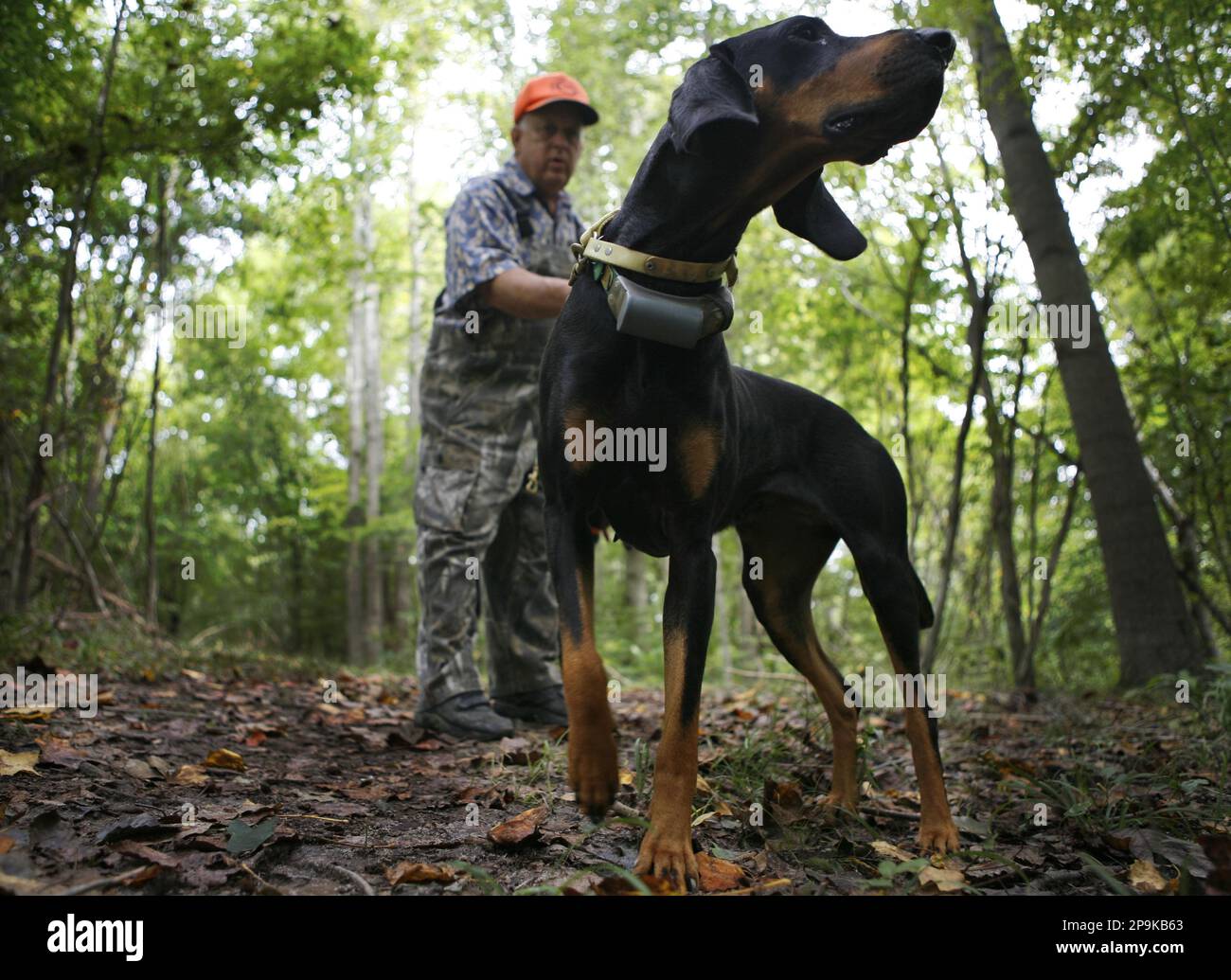 Retired veterinarian David Birdsall walks his hunting Black and Tan ...