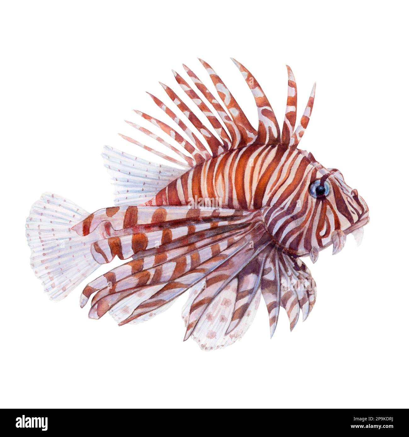 Watercolor drawing of lionfish on white background. Realistically ...