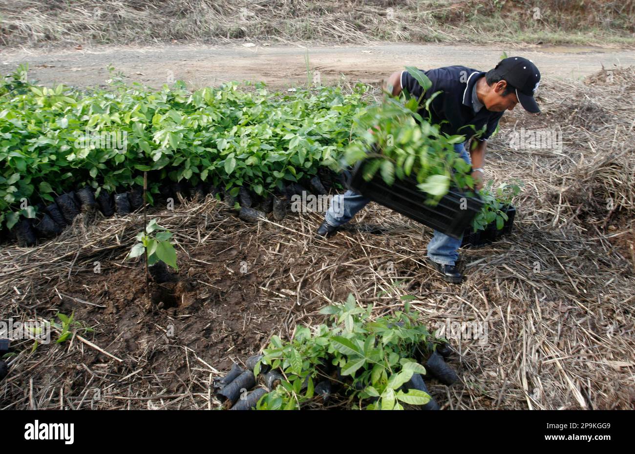 A man moves native trees during a reforestation project for the Panama ...