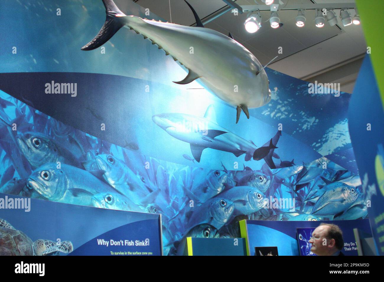A display featuring sharks is seen in the new Sant Ocean Hall in the ...