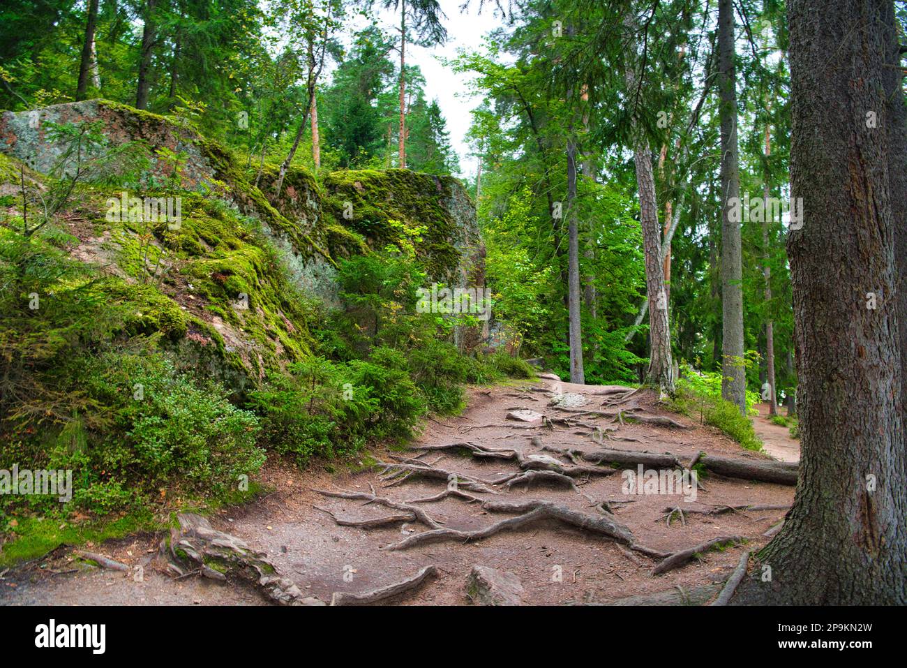 Roots of trees near cliffs rocks in pine forest, Park Mon Repos, Vyborg ...