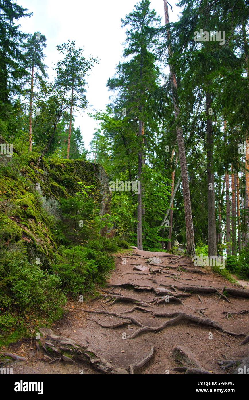 Roots of trees near cliffs rocks in pine forest, Park Mon Repos, Vyborg ...