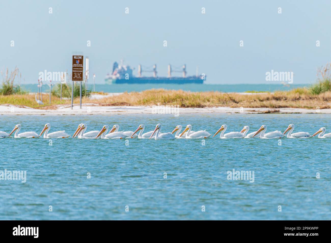 White Pelicans in Single File Stock Photo - Alamy