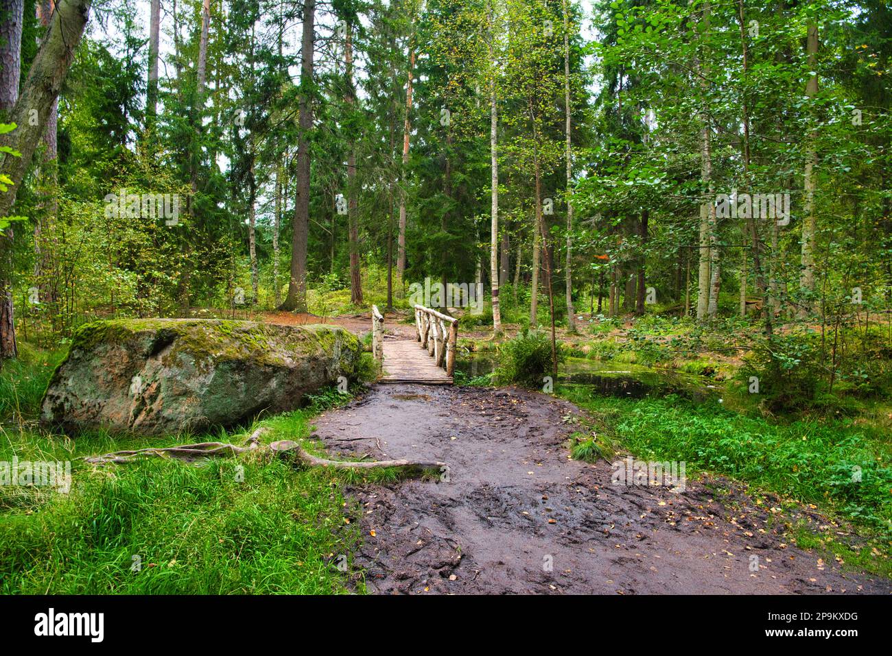 Land deciduous forest wooden bridge hi-res stock photography and images ...