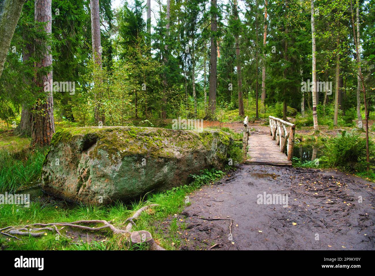 Birch small bridge in the forest, Park Mon Repos, Vyborg, Russia Stock ...