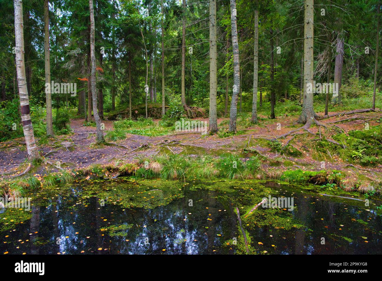Pond pool in pine forest, Park Mon Repos, Vyborg, Russia Stock Photo ...