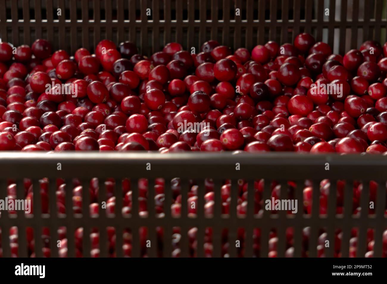 Bunch fresh cranberries hi-res stock photography and images - Alamy