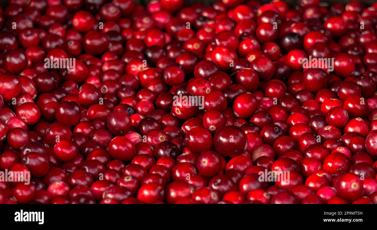 Bunch fresh cranberries hi-res stock photography and images - Alamy