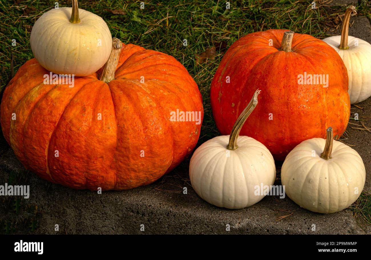 Various colored pumpkins hi-res stock photography and images - Alamy