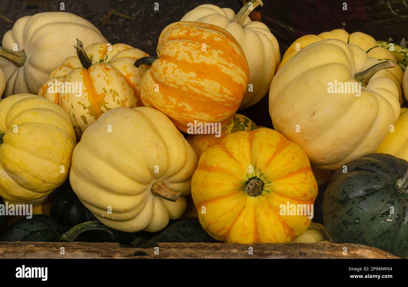 Various colored pumpkins hi-res stock photography and images - Alamy