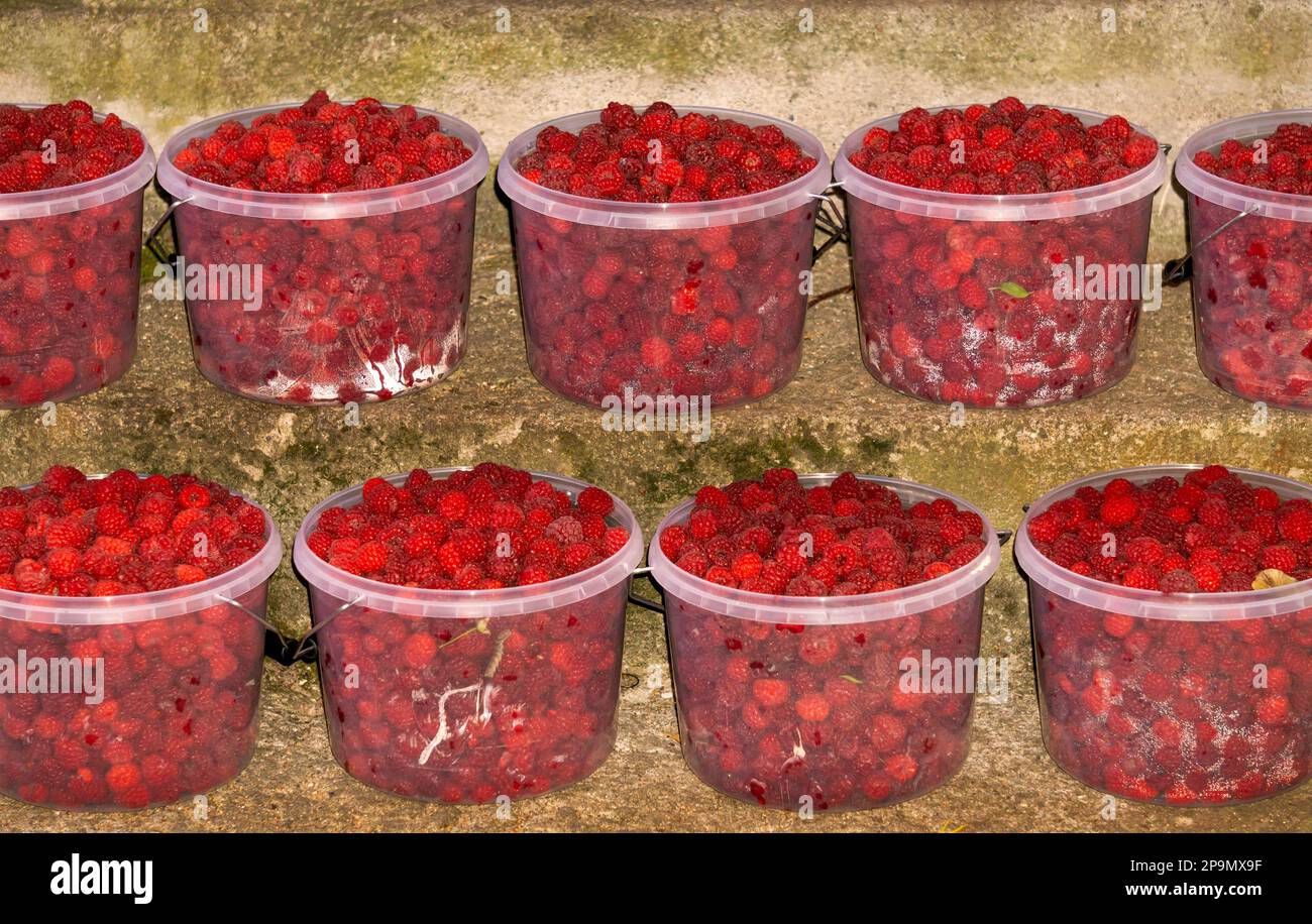 Fragrant fresh raspberries collected in plastic buckets Stock Photo - Alamy