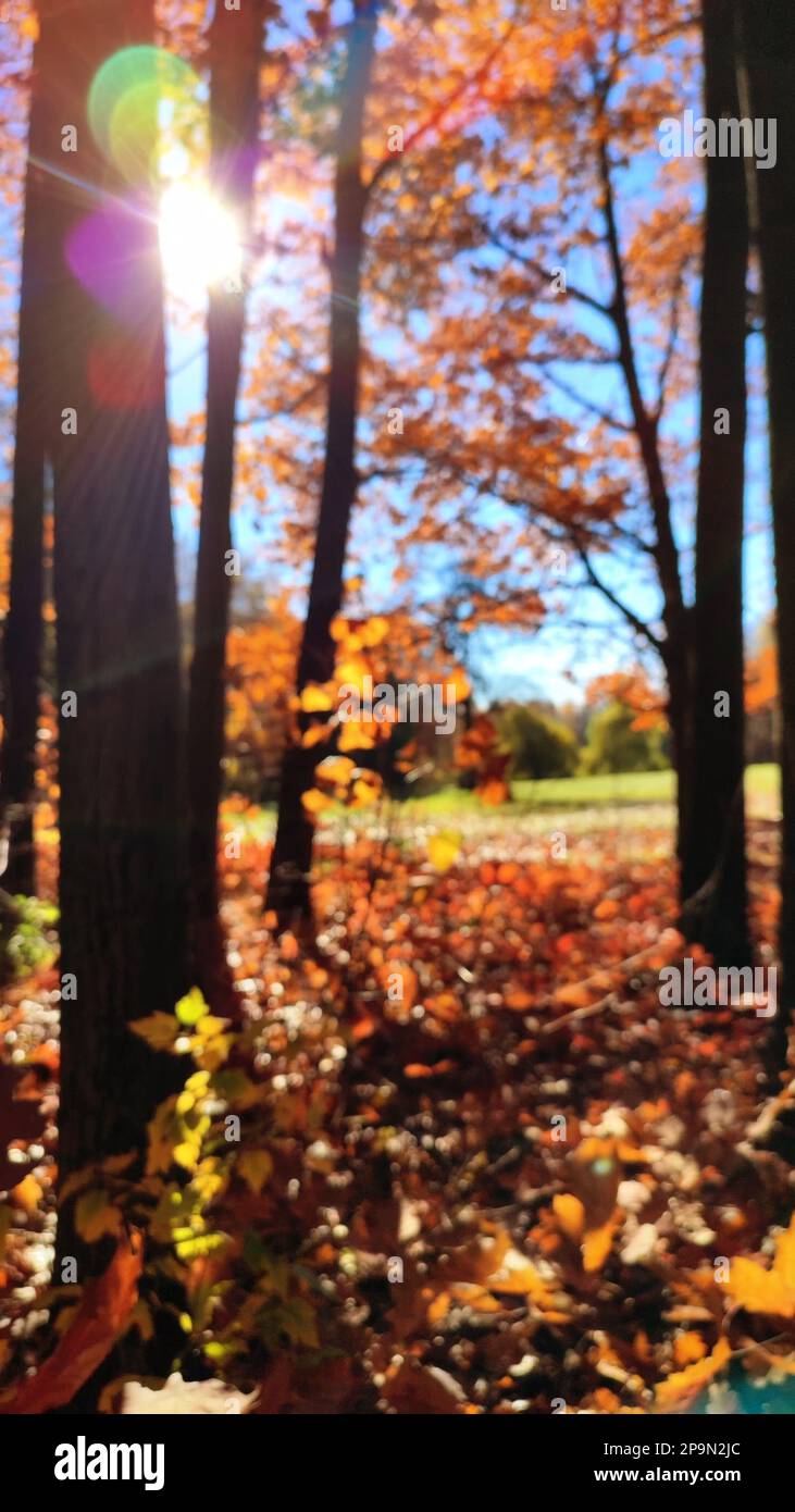 Leaves swaying in wind against hi-res stock photography and images - Alamy