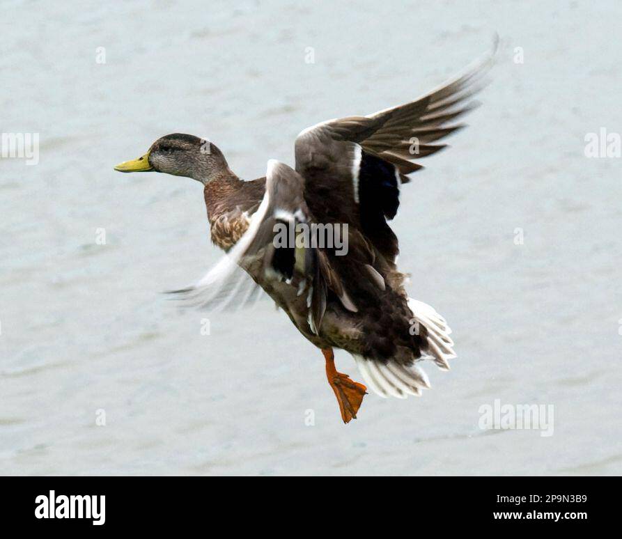 ** ADVANCE FOR SUNDAY, SEPT. 14 ** A female Mallard Duck flies at ...