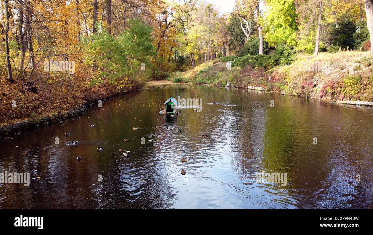 Water surface of lake with swimming ducks in park with trees with ...