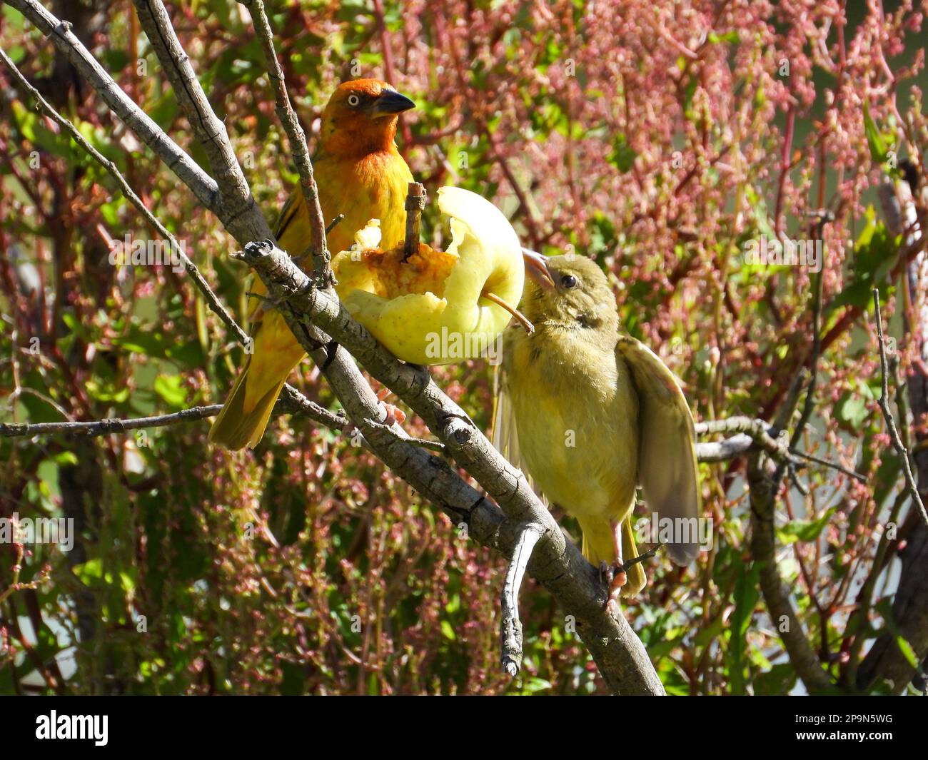 Parent birding hi-res stock photography and images - Alamy