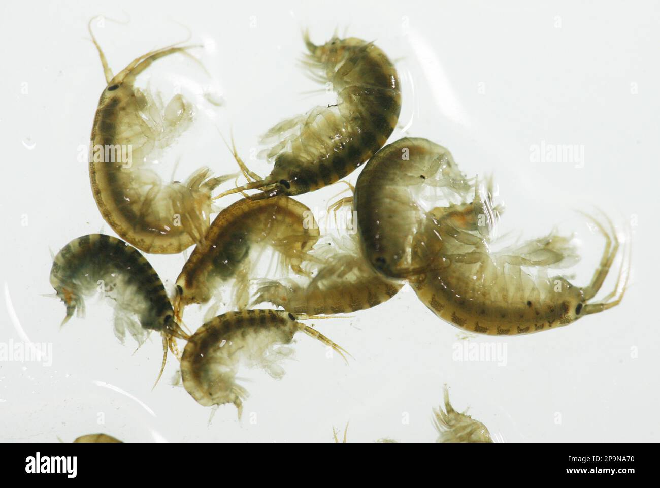 Blick auf Grosse Hoeckerflohkrebse (Dikerogammarus villosus) im ...